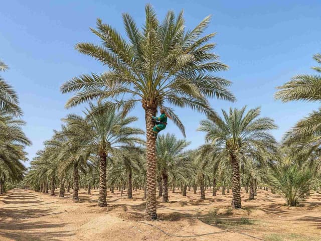 From Al Ain's Oases: How UAE Date Farming Works | The Date Room Blog